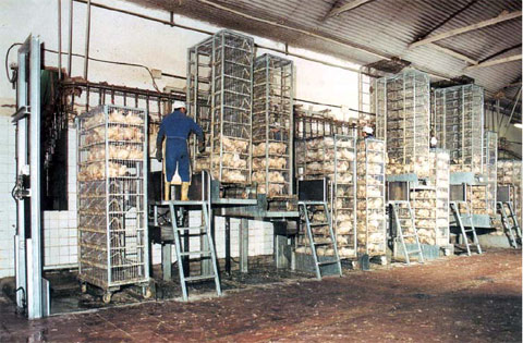 Live chicken crate transportation system